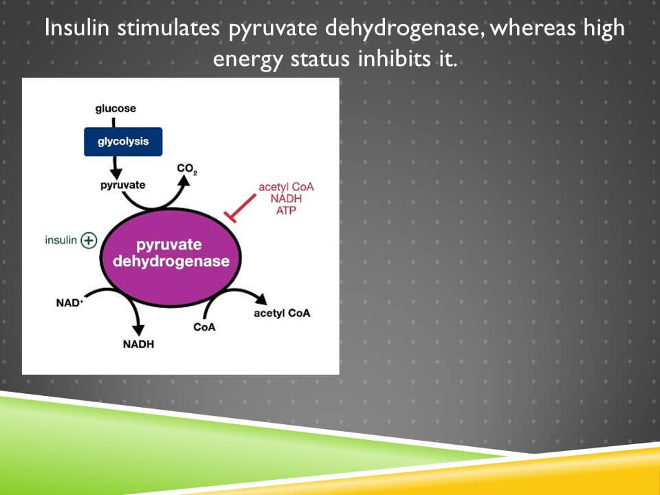 24. How Insulin Makes You Burn Carbs for Energy